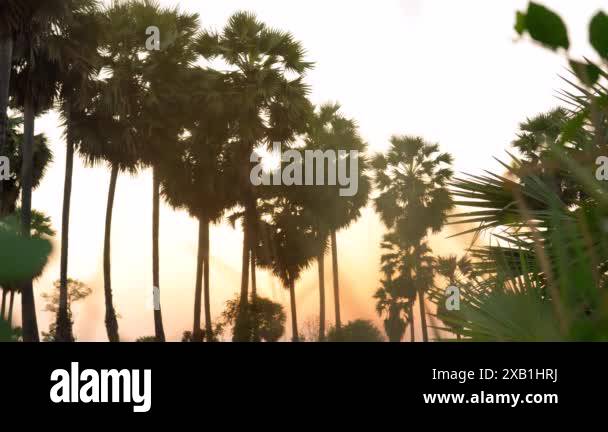 Toddy tree Stock Videos & Footage - HD and 4K Video Clips - Alamy