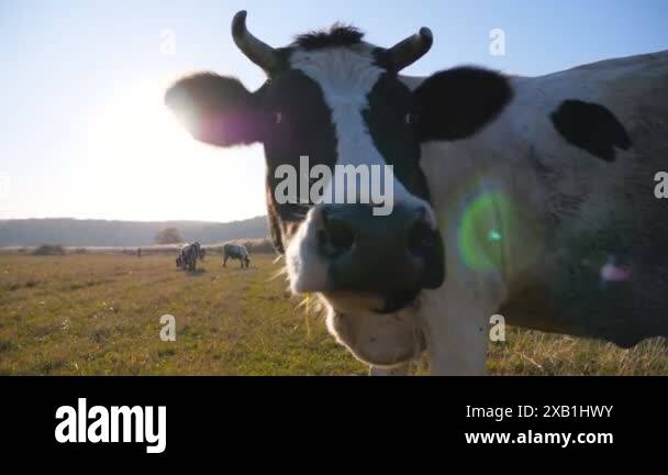 Curious cow looking into camera and sniffing it. Cute friendly animal ...