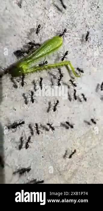4K The ants in the video clip look like pharaoh ants (Monomorium ...