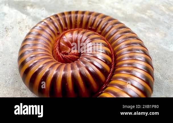 a millipede curling up into a spiral. Millipedes often curl up in this ...
