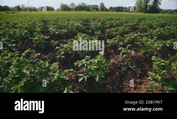 Grown using Stock Videos & Footage - HD and 4K Video Clips - Alamy