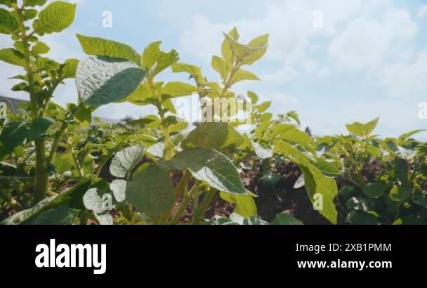 Leaves of growing potatoes on organic farms, key indicators of healthy ...