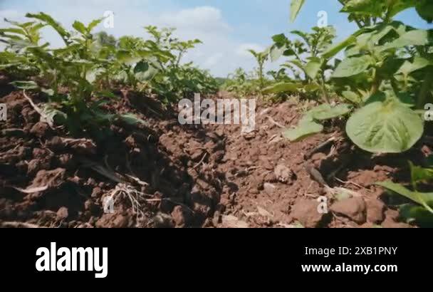 Rows of growing potatoes in a farm field, pivotal in food production ...