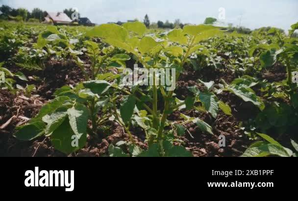 Plant with vigorous growth Stock Videos & Footage - HD and 4K Video ...