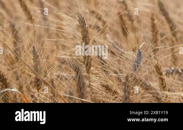 Golden ears of ripe wheat against the background of a wheat field ...