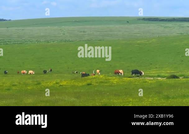 English beef cattle Stock Videos & Footage - HD and 4K Video Clips - Alamy