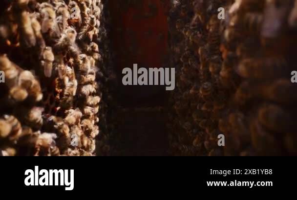 View working bees inside hive Stock Videos & Footage - HD and 4K Video ...
