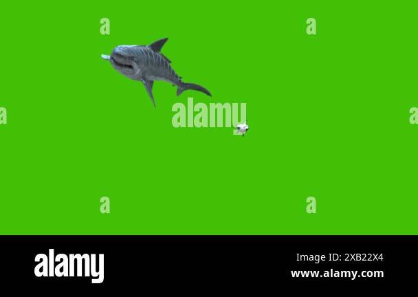 Megalodon Attacks Shark Green Screen 4K 3D Rendering Animation Stock ...