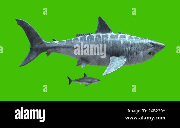 Megalodon and Shark Green Screen 4K 3D Rendering Animation Stock Video ...