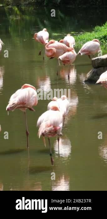 The American flamingo or Caribbean flamingo Phoenicopterus ruber is ...