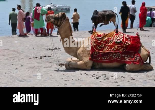Camel decorated in traditional style. It is used for photo shoots and ...