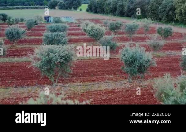 A field of olive trees with a red dirt background. Aerial view. Acedo ...