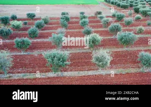 A field of olive trees with a red dirt background. Aerial view. Acedo ...