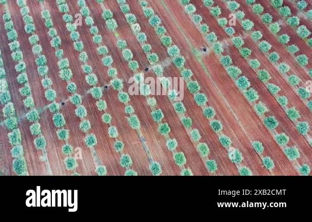A field of olive trees with a red dirt background. Aerial view. Acedo ...