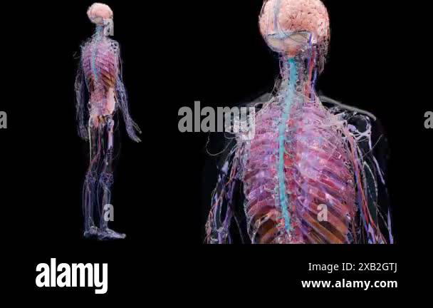 Human anatomy, internal organs and bones, loop animation, respiratory and digestive and nervous ...
