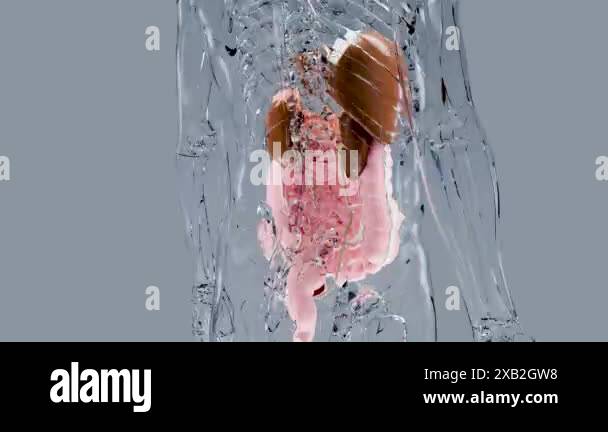 Human organs system medical body anatomy Stock Videos & Footage - HD ...