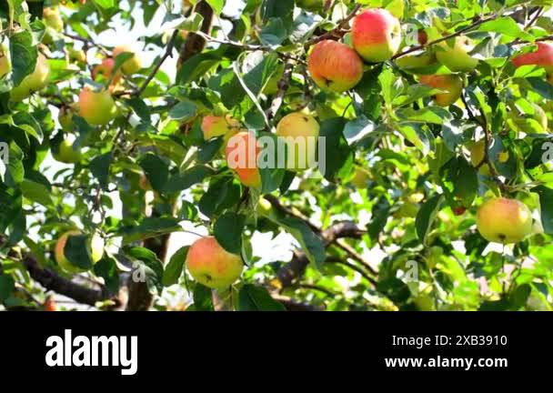 One apple on a tree Stock Videos & Footage - HD and 4K Video Clips - Alamy