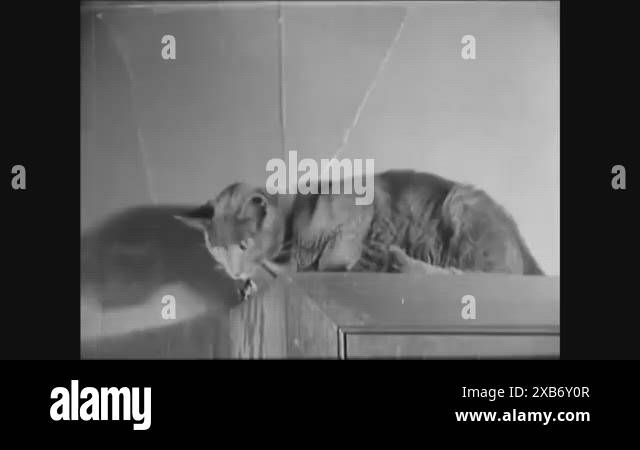 Cat breaking cup Stock Videos & Footage - HD and 4K Video Clips - Alamy
