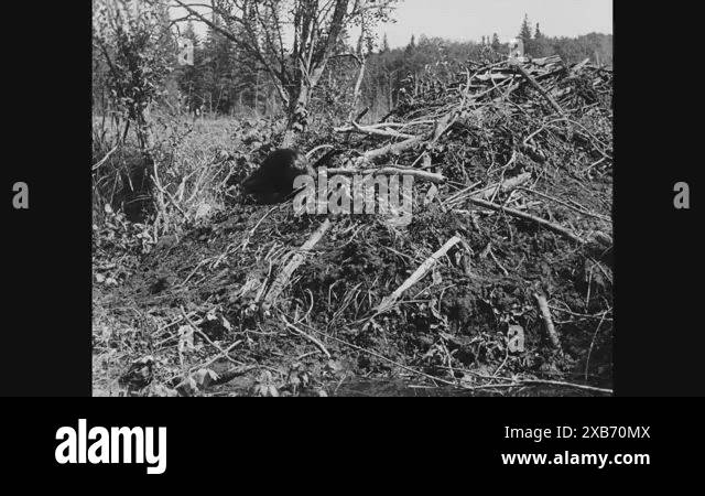 CANADA - 1932 - An orphaned beaver is adopted by a Native American ...