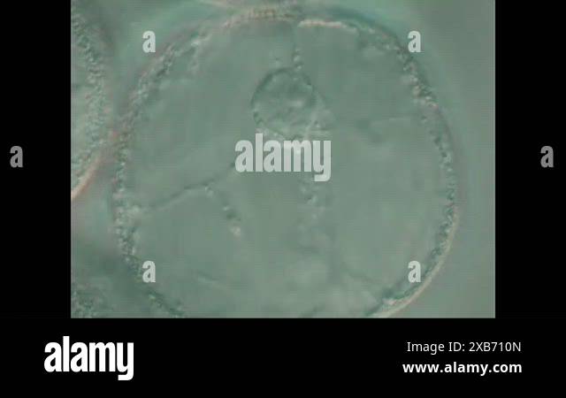 USA - 1989 - The functions of ribosomes, the endoplasmic reticulum and ...