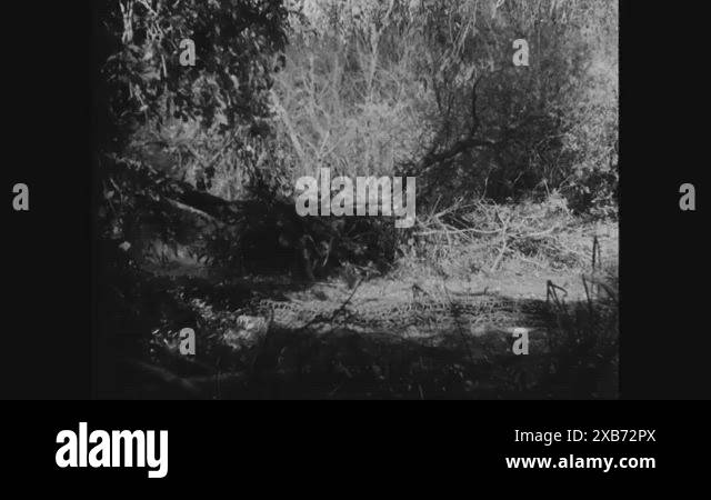 USA - 1930 - In this exploitation movie, a hunter and his guides try to ...