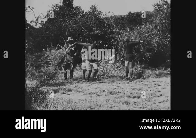 Lion kenya cows Stock Videos & Footage - HD and 4K Video Clips - Alamy