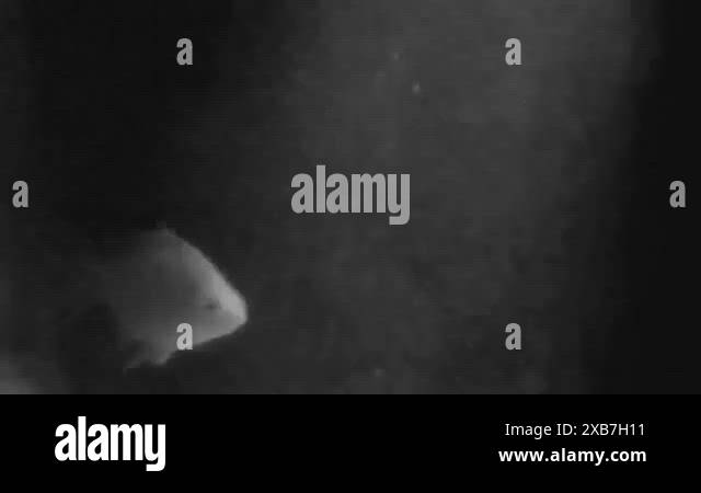 1964 - In this horror film, a sea monster gets to its feet underwater ...