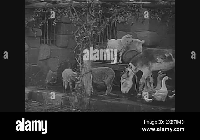 1921 - In this silent film, farm animals drink spilled alcohol while ...