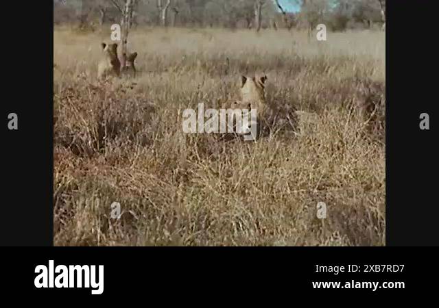 1957 - In this adventure movie, a German explorer beats up a prisoner ...