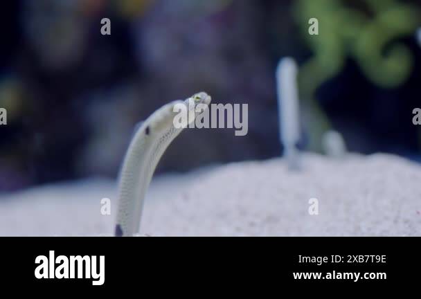 Body patterns Stock Videos & Footage - HD and 4K Video Clips - Alamy