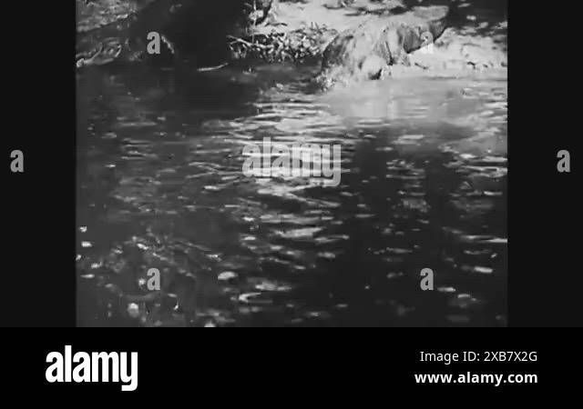 1935 - In this adventure movie, Tarzan swims to draw alligators away ...