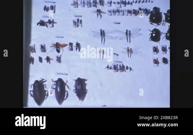 1970 - Insect display board at the 712th Preventive Medicine Unit in ...