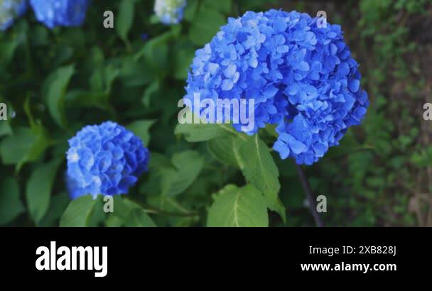 A hydrangea flower at the garden in the public park. High quality 4k ...
