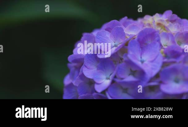 A hydrangea flower at the garden in the public park. High quality 4k ...