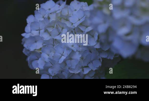 A hydrangea flower at the garden in the public park. High quality 4k ...