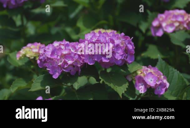 A hydrangea flower at the garden in the public park. High quality 4k ...