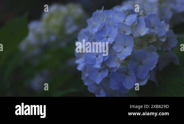 A hydrangea flower at the garden in the public park. High quality 4k ...