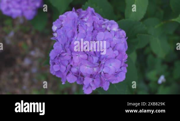 A hydrangea flower at the garden in the public park. High quality 4k ...