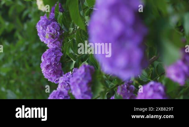 A hydrangea flower at the garden in the public park. High quality 4k ...