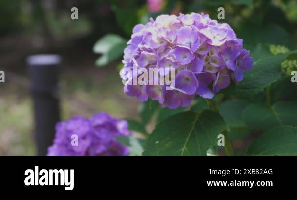 A hydrangea flower at the garden in the public park. High quality 4k ...