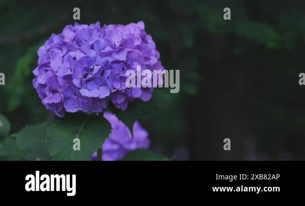 A hydrangea flower at the garden in the public park. High quality 4k ...