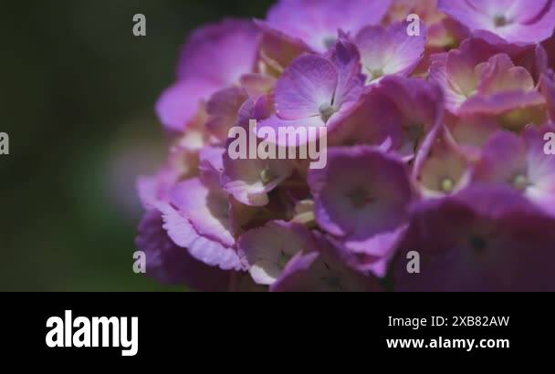 A hydrangea flower at the garden in the public park. High quality 4k ...