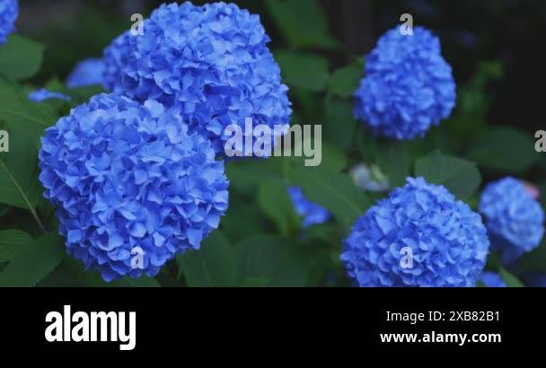 A hydrangea flower at the garden in the public park. High quality 4k ...