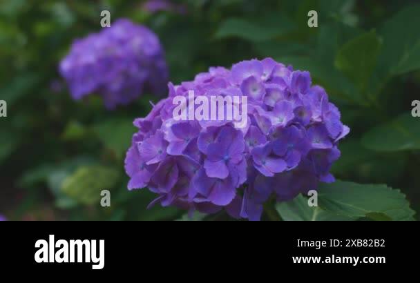 A hydrangea flower at the garden in the public park. High quality 4k ...