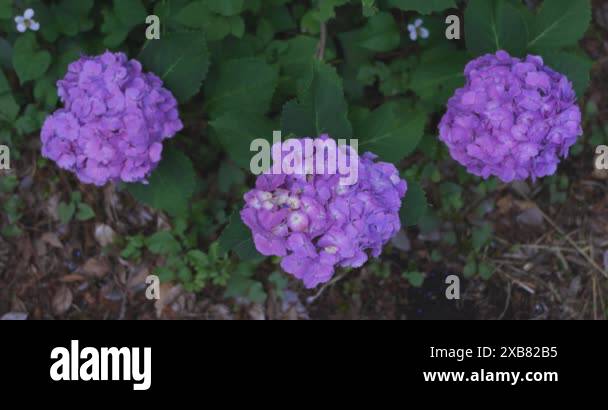 A hydrangea flower at the garden in the public park. High quality 4k ...