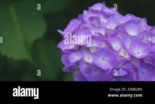A hydrangea flower at the garden in the public park. High quality 4k ...
