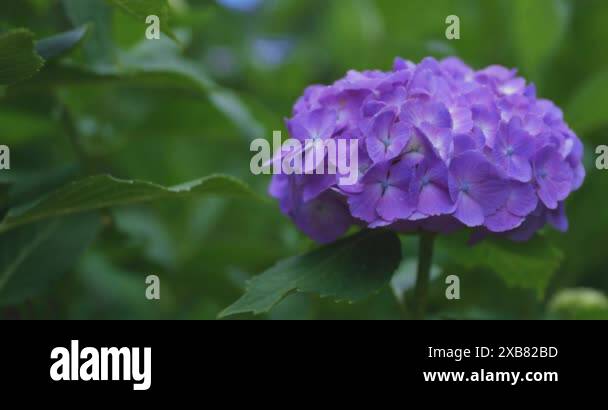 A hydrangea flower at the garden in the public park. High quality 4k ...