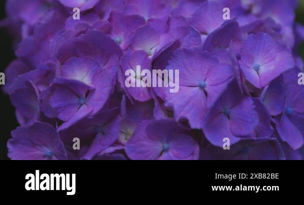 A hydrangea flower at the garden in the public park. High quality 4k ...