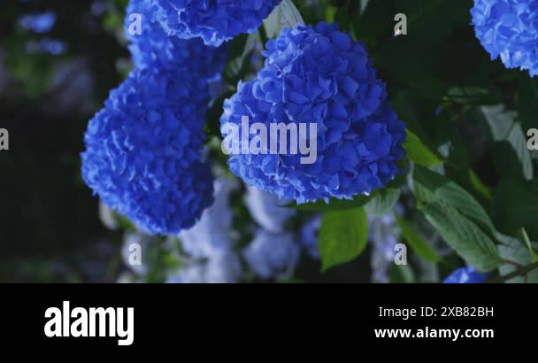A hydrangea flower at the garden in the public park. High quality 4k ...