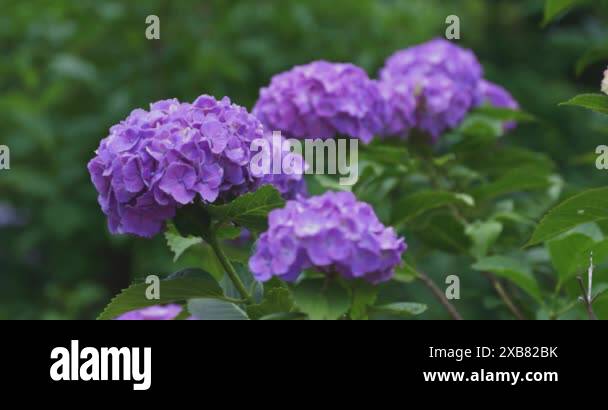 A hydrangea flower at the garden in the public park. High quality 4k ...